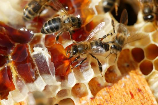 Fabrication du miel par l'abeille